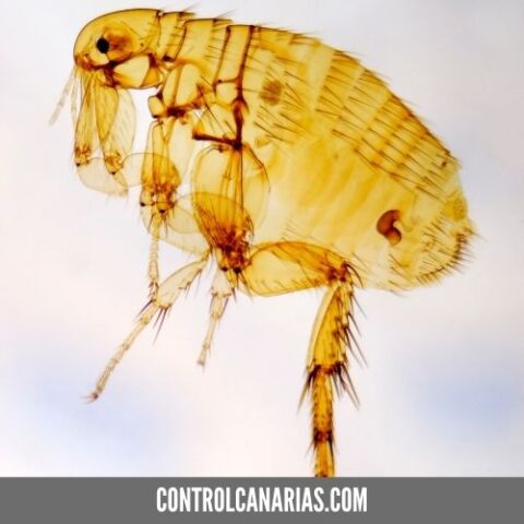Picaduras de pulgas en humanos Síntomas y tratamiento - Control Canarias
