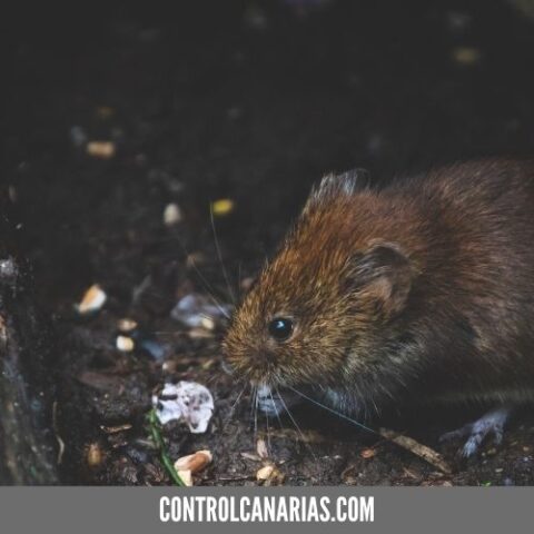 15 consejos para atrapar ratas - Control Canarias